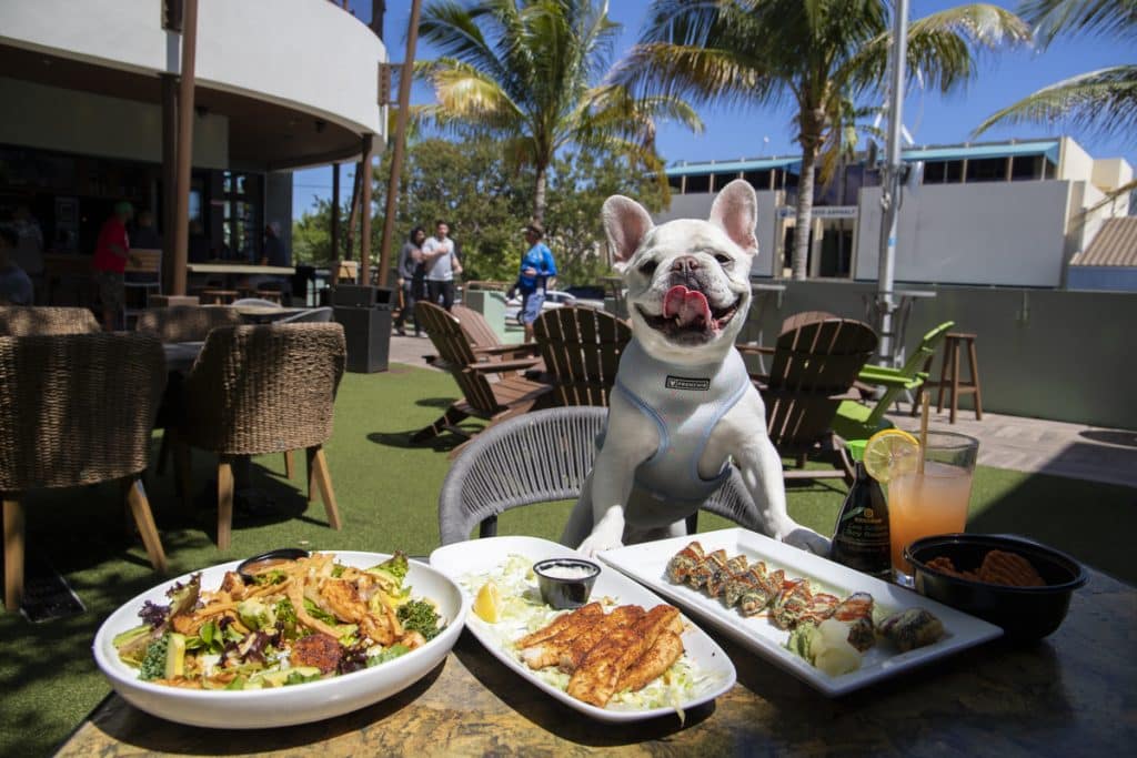 Top Pet-Friendly Spots In Miami: Dog-Friendly Beaches, Restaurants ...